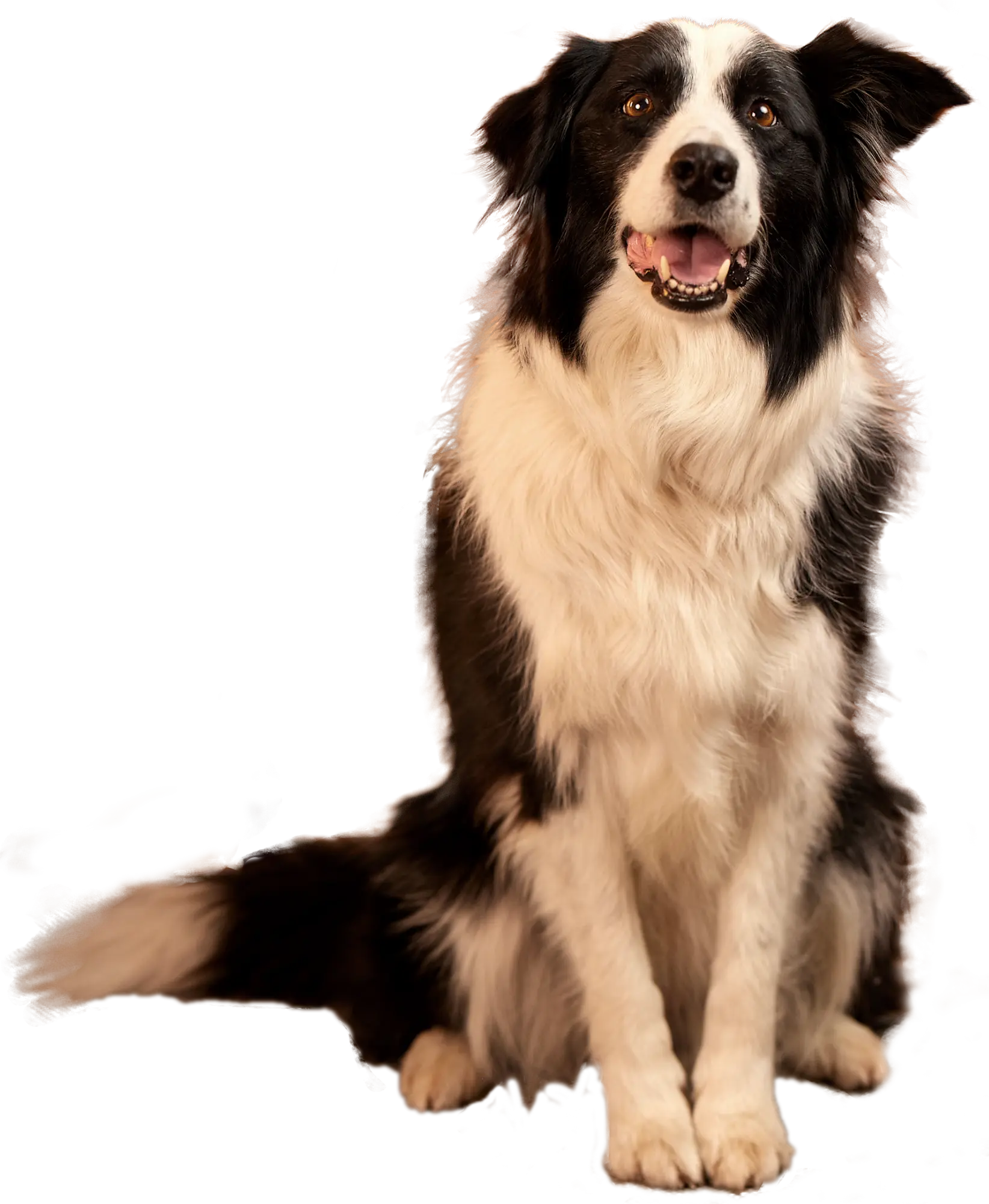 ACANA Classics: Affordable Dry Dog Food | ACANA US